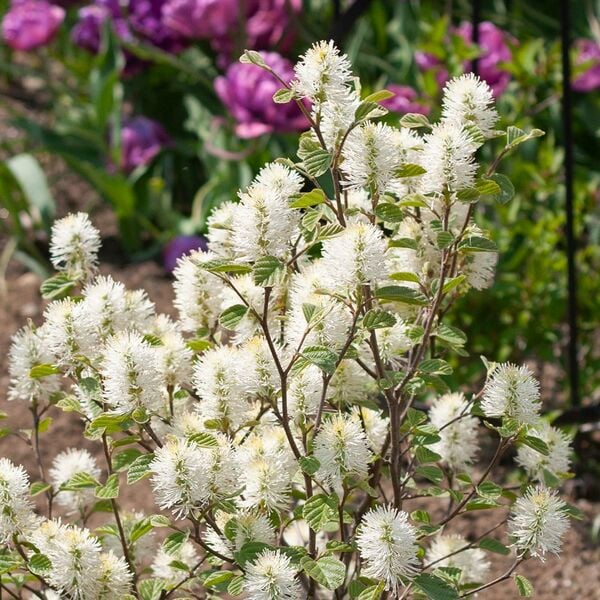 Fothergilla x intermedia 'Mount Airy' | White Flower Farm