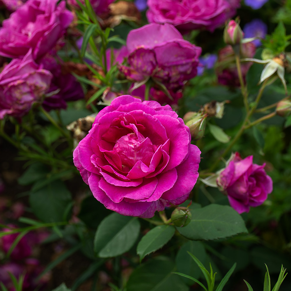 Rose Brindabella™ Purple Prince | White Flower Farm