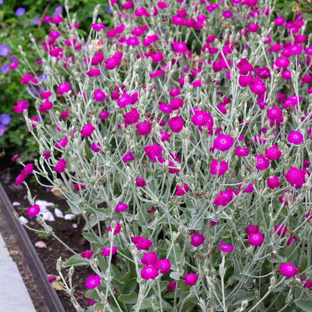 Lychnis coronaria | White Flower Farm