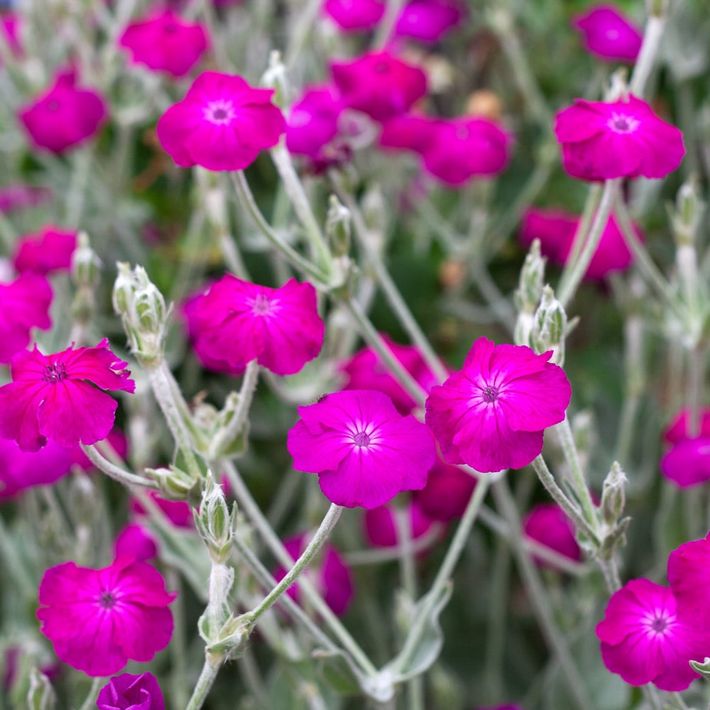 Lychnis coronaria | White Flower Farm