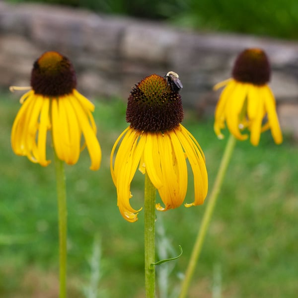 Echinacea paradoxa | White Flower Farm