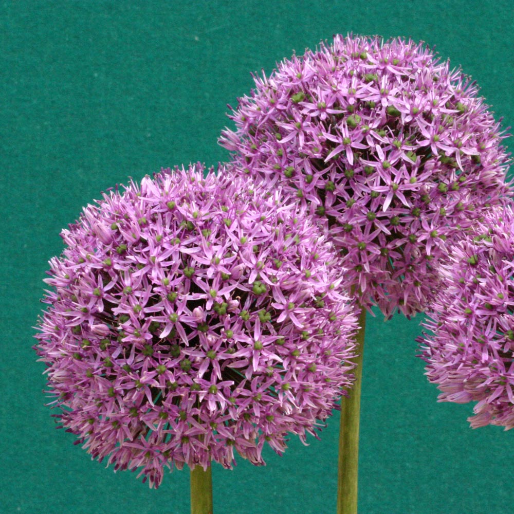 Long-Blooming Allium Trio | White Flower Farm