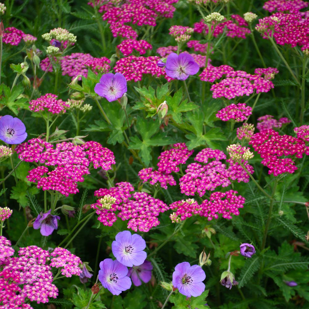 Achillea millefolium Song Siren™ 'Layla' | White Flower Farm
