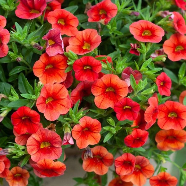 Calibrachoa Cabaret® Orange Improved | White Flower Farm