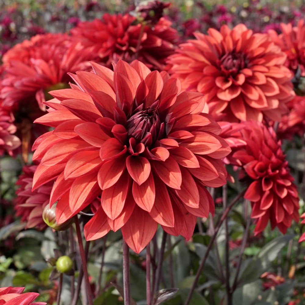 Dahlia 'Danique' | White Flower Farm