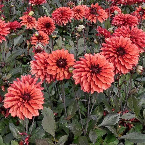 Dahlia 'Danique' | White Flower Farm