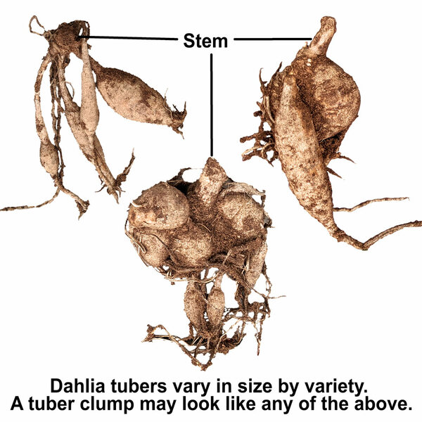 Dahlia 'Danique' | White Flower Farm