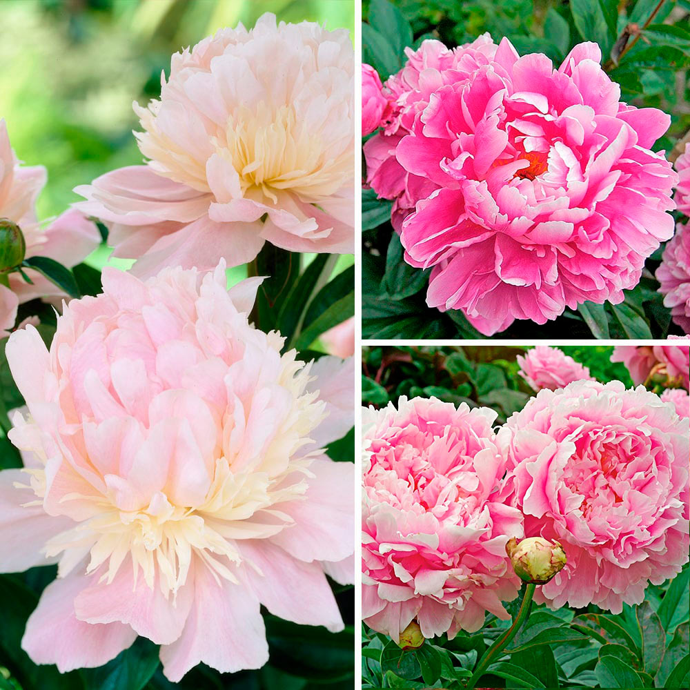 Fragrant Pink Peony Collection | White Flower Farm