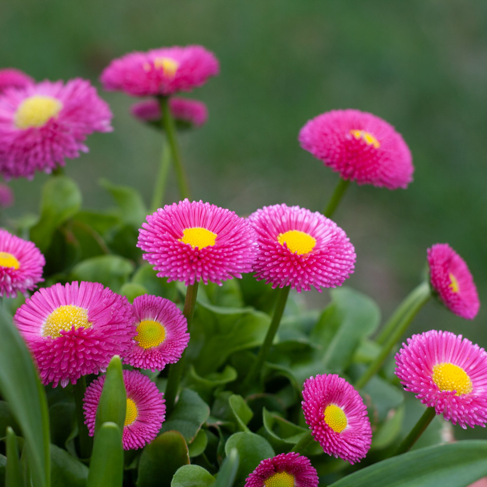 Bellissima Spring Container Garden | White Flower Farm