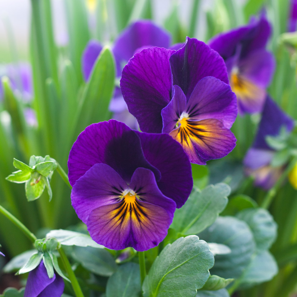 Viola | White Flower Farm