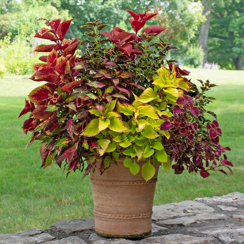 Coleus Confetti Classic Container Garden | White Flower Farm