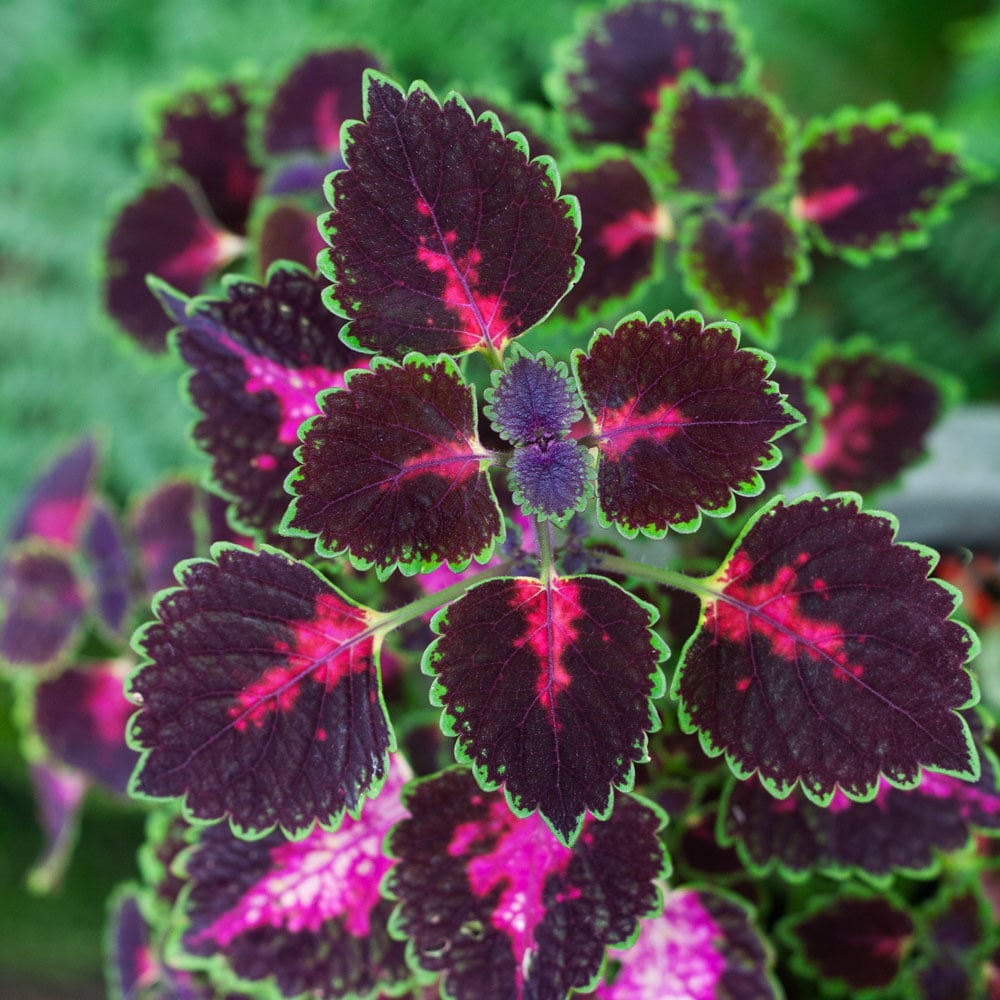 Coleus | White Flower Farm