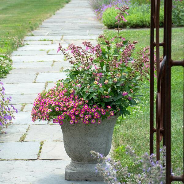 Rose Gold Container Garden | White Flower Farm