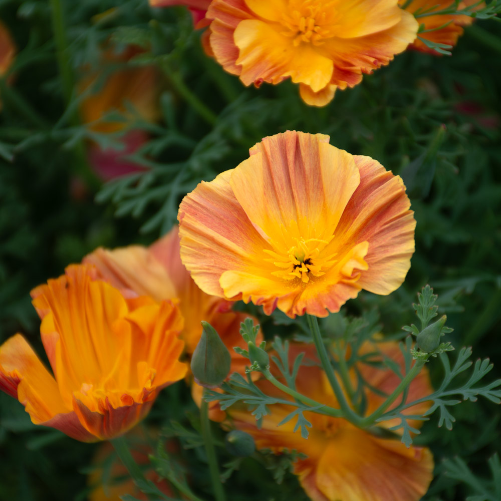Eschscholzia californica Thai Silk 'Apricot Chiffon' | White Flower Farm