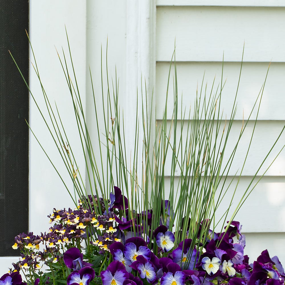Juncus inflexus ColorGrass® 'Blue Arrows' | White Flower Farm