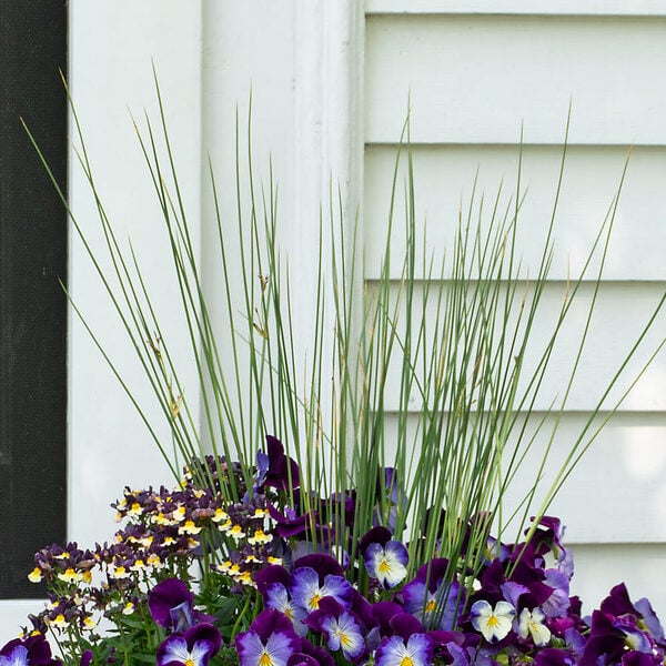 Juncus inflexus ColorGrass® 'Blue Arrows' | White Flower Farm