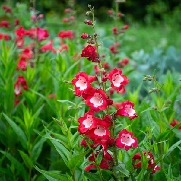 Penstemon hartwegii Arabesque® Red | White Flower Farm