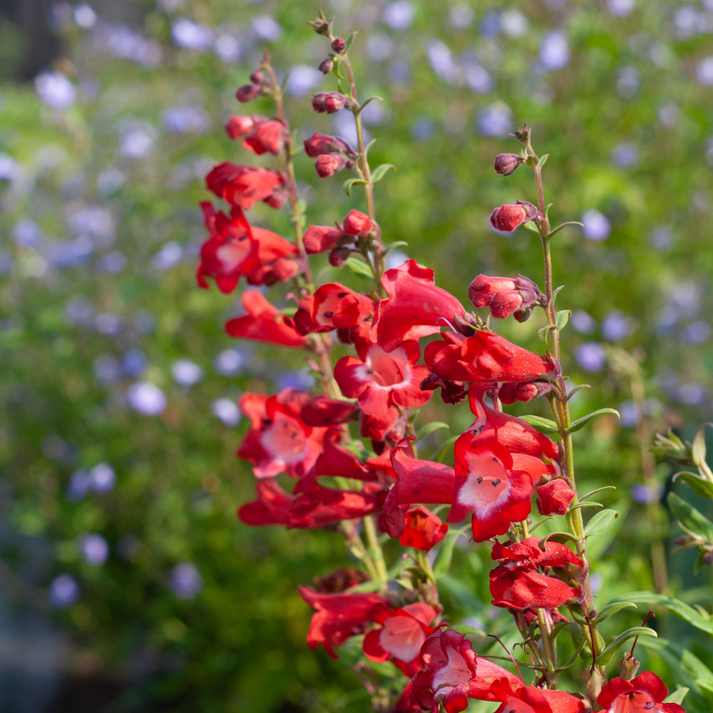 Penstemon hartwegii Arabesque® Red | White Flower Farm
