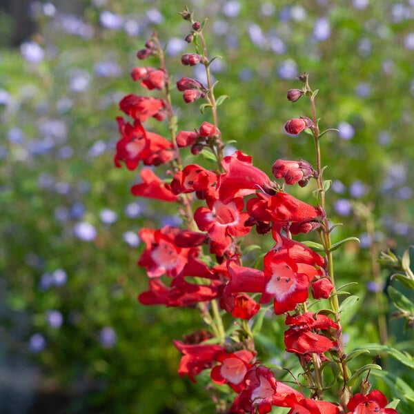 Penstemon hartwegii Arabesque® Red | White Flower Farm