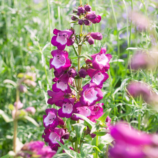 Penstemon hartwegii Arabesque® Violet | White Flower Farm