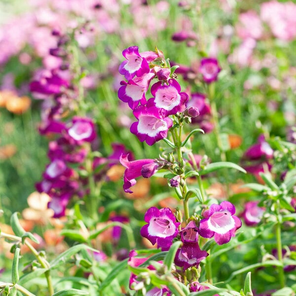 Penstemon hartwegii Arabesque® Violet | White Flower Farm