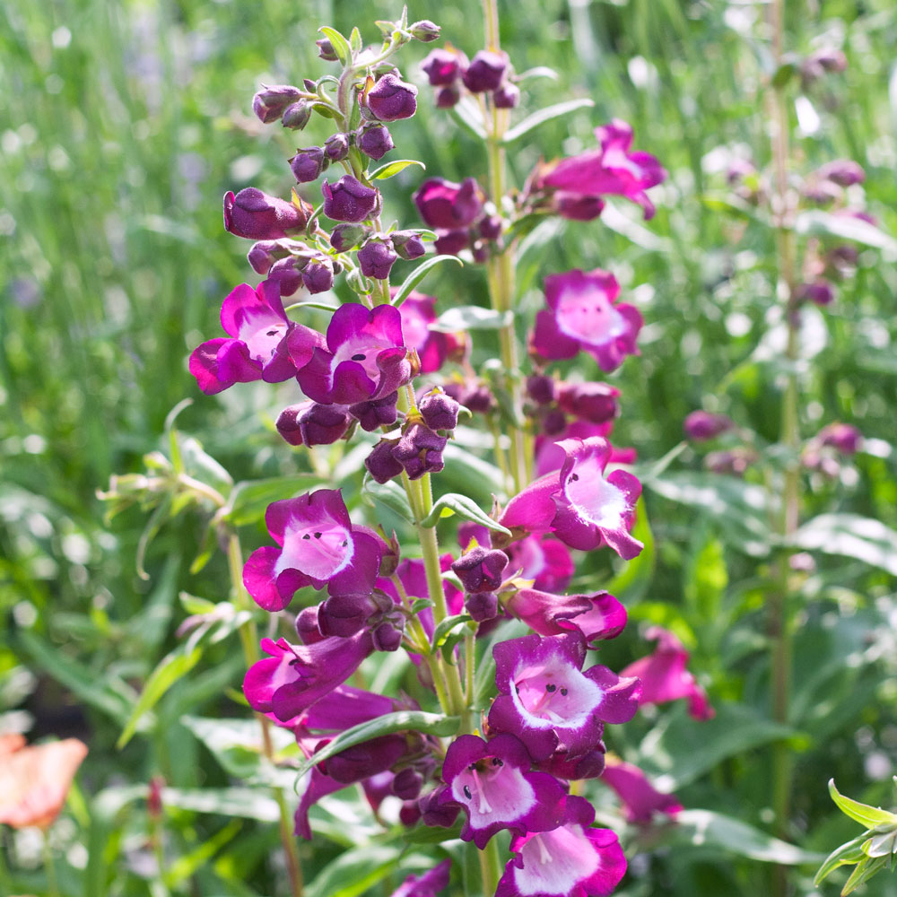 Penstemon hartwegii Arabesque® Violet | White Flower Farm