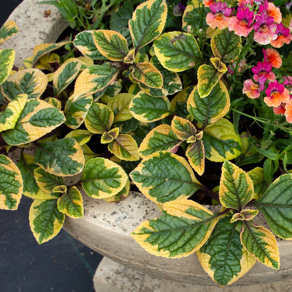 Plectranthus FanciFillers™ Guacamole | White Flower Farm