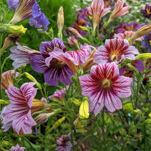 Salpiglossis sinuata Superbissima Mix | White Flower Farm