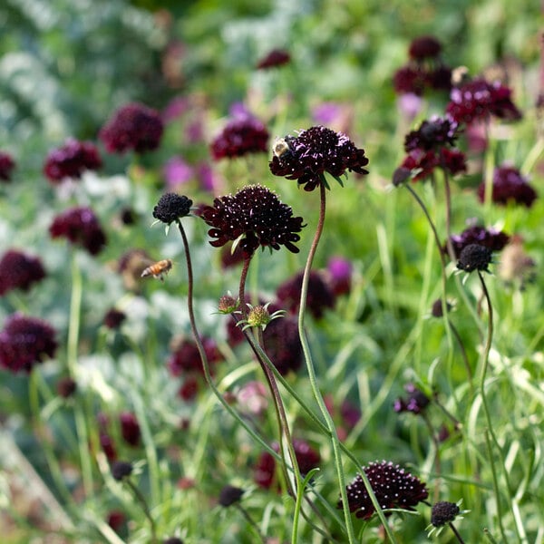 Scabiosa atropurpurea 'Black Knight' | White Flower Farm