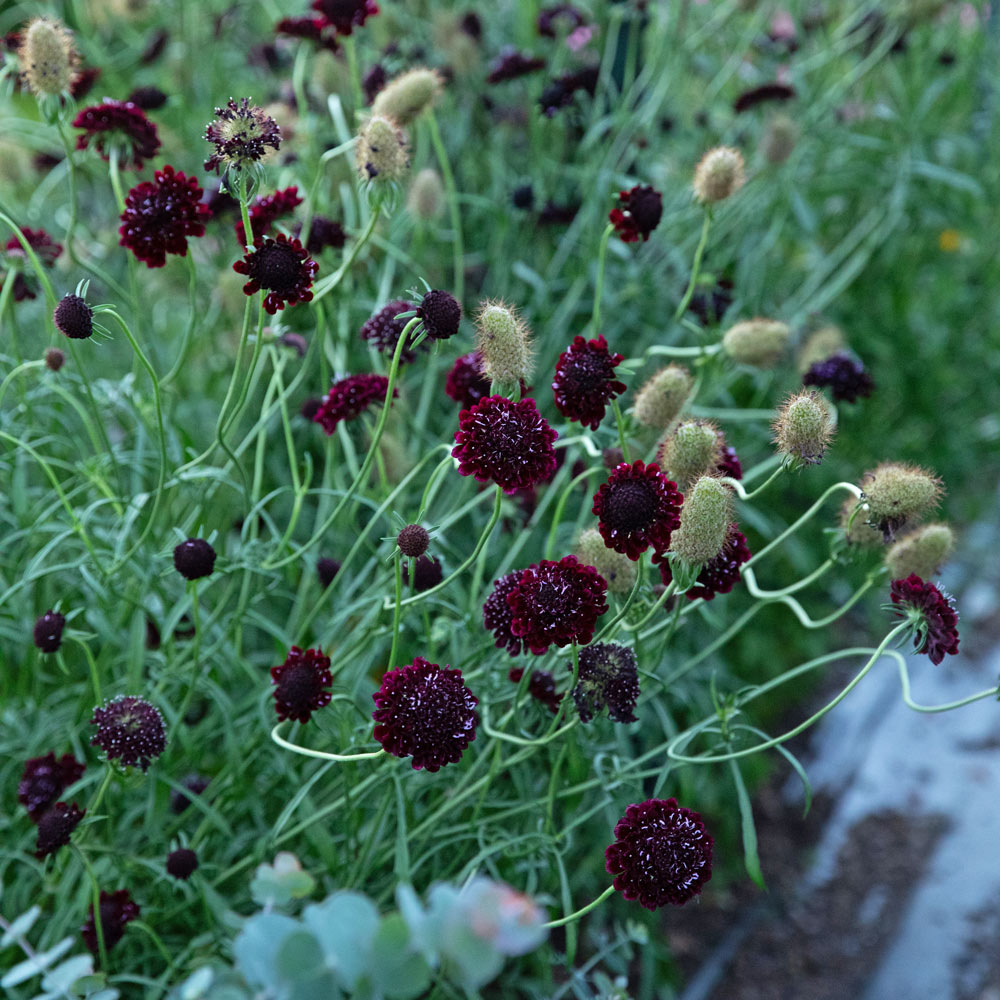 Scabiosa atropurpurea 'Black Knight' | White Flower Farm