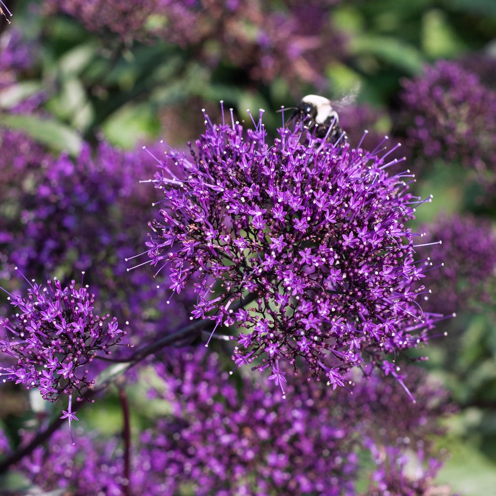 Trachelium caeruleum 'Black Knight' | White Flower Farm