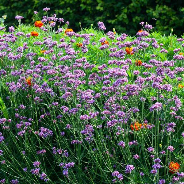 Verbena bonariensis Vanity | White Flower Farm