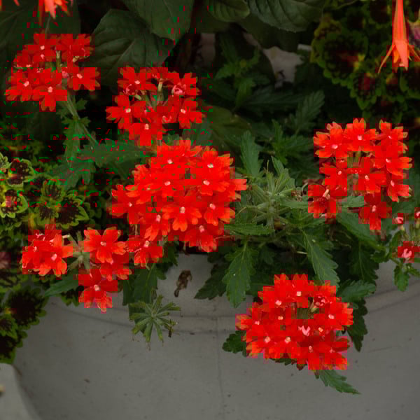 Verbena Lascar™ Orange Lava | White Flower Farm