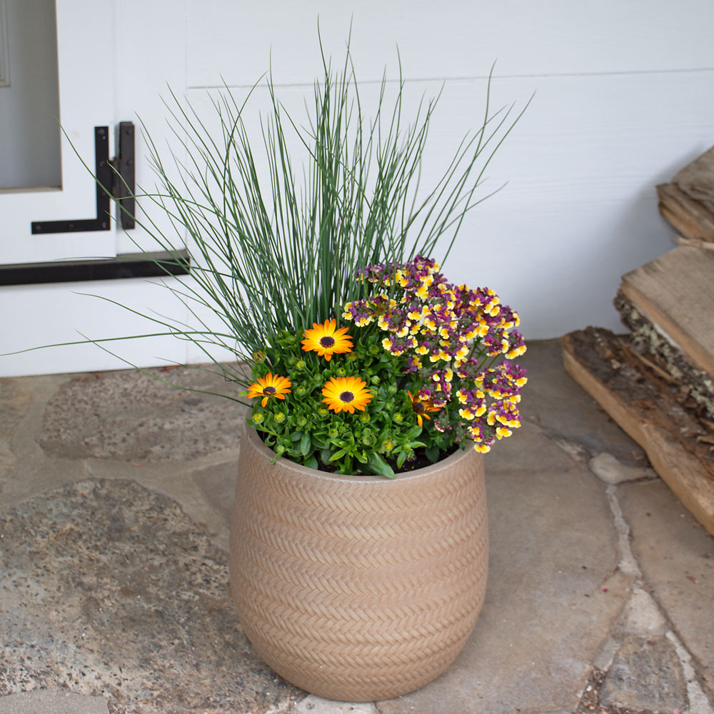 Starburst Spring Container Garden | White Flower Farm