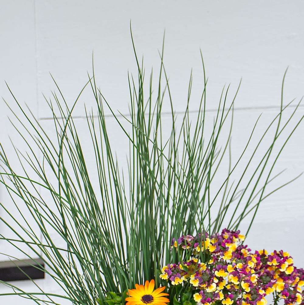 Starburst Spring Container Garden | White Flower Farm