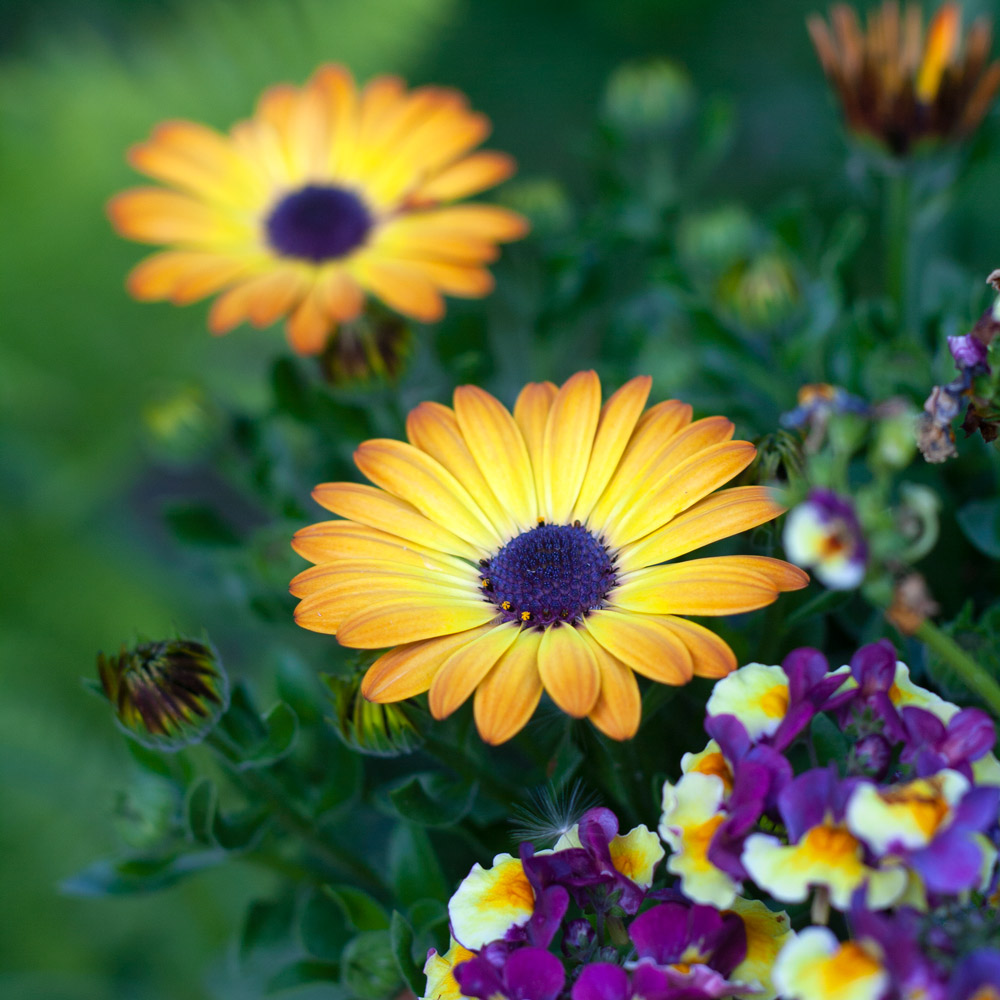 Starburst Spring Container Garden | White Flower Farm
