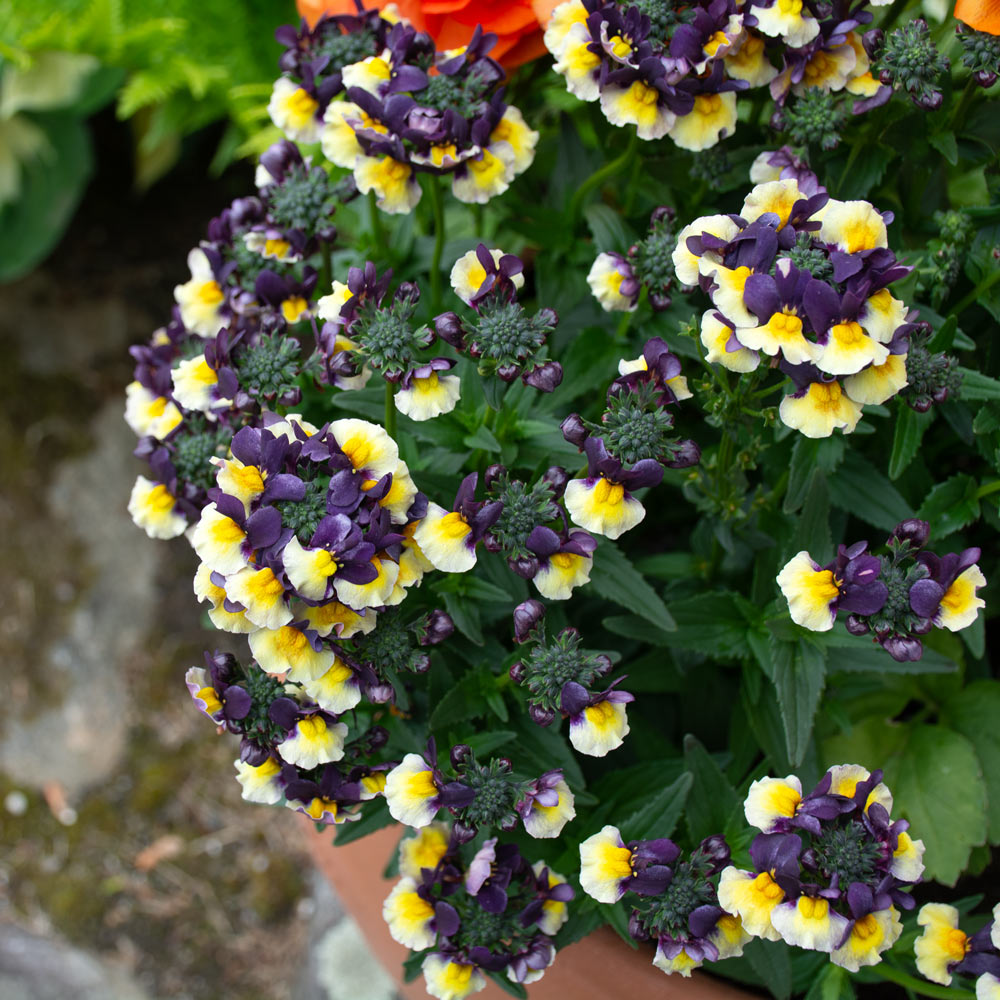 Twilight Tones Spring Container Garden | White Flower Farm