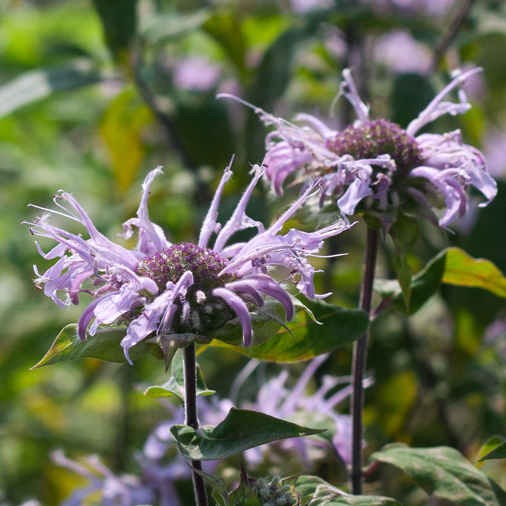 Monarda fistulosa | White Flower Farm
