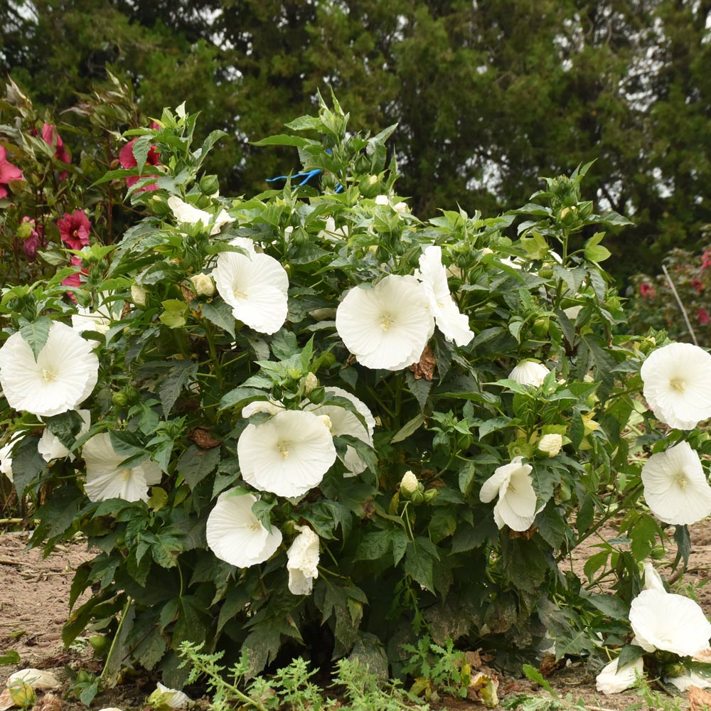 Hibiscus 'Marshmallow Moon' | White Flower Farm