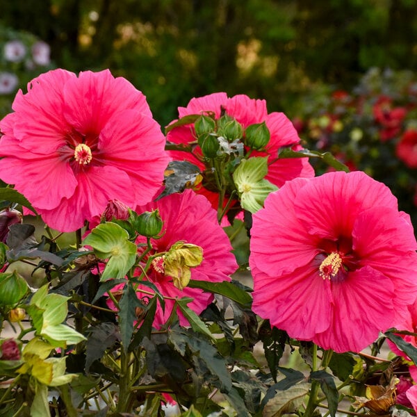 Hibiscus 'Watermelon Ruffles' | White Flower Farm