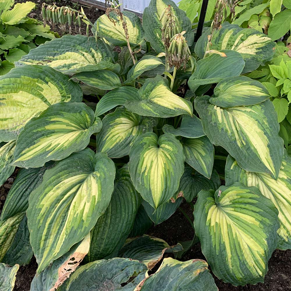 Hosta 'When I Dream' | White Flower Farm