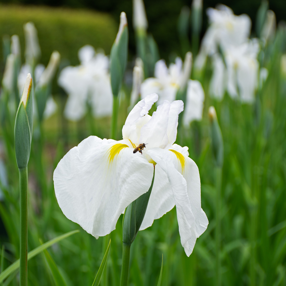 white iris est