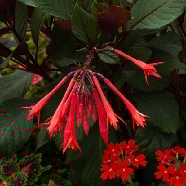 Summer Bonfire Container Garden | White Flower Farm