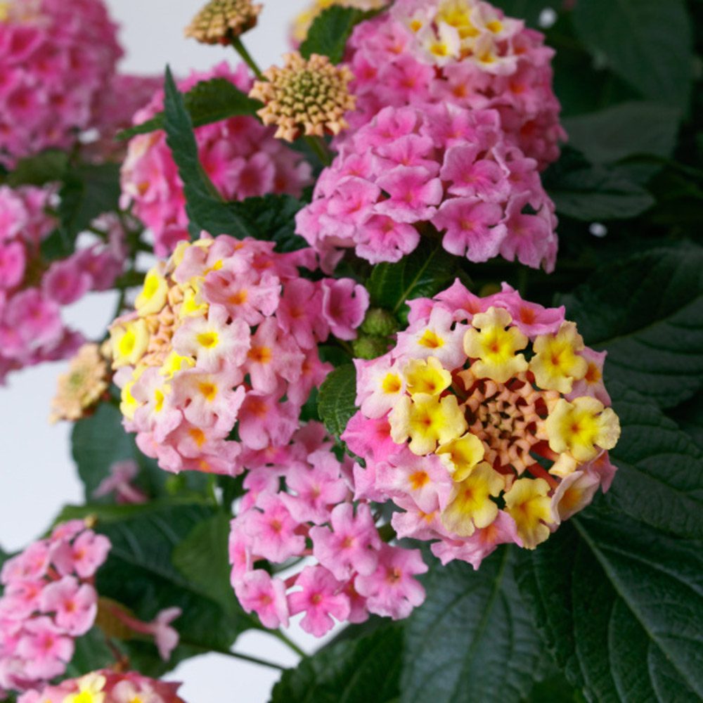 Rosettes & Ribbons Container Garden | White Flower Farm