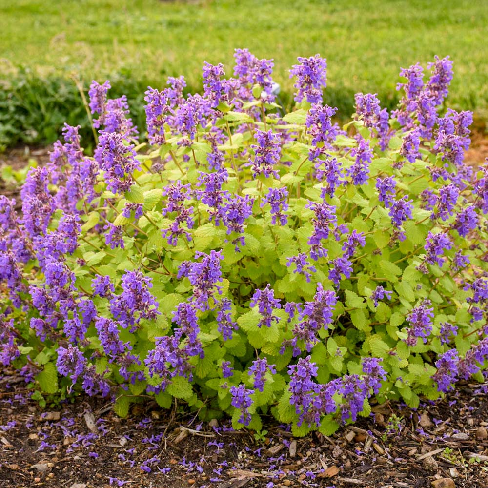 Nepeta 'Chartreuse on the Loose' | White Flower Farm