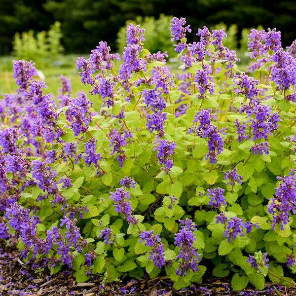 Nepeta 'Chartreuse on the Loose' | White Flower Farm