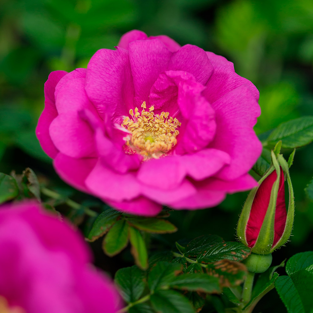 Rugosa Roses | White Flower Farm