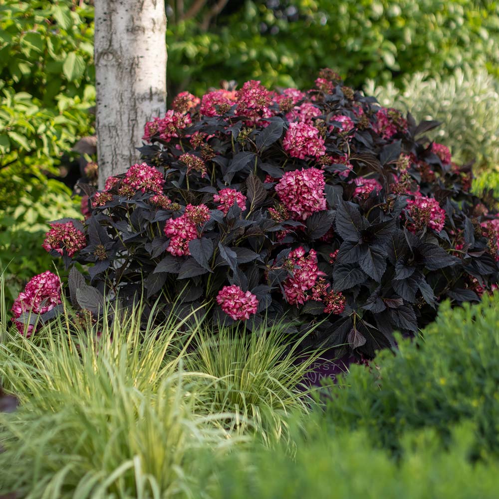 Hydrangea macrophylla Eclipse® | White Flower Farm