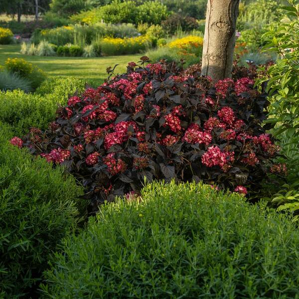 Hydrangea macrophylla Eclipse® | White Flower Farm