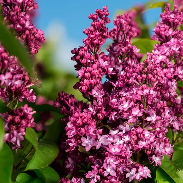 Syringa Virtual Violet® | White Flower Farm